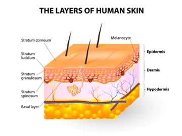 Your Skin's Structure | Bepanthen
